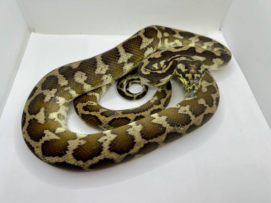 “Tiger IJ” Line Papuan Carpet Python Irian Jaya Carpet Python by Riley ...