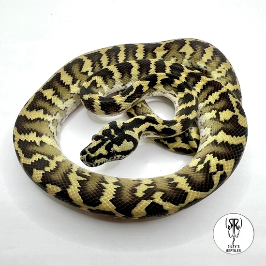 Papuan Carpet Python Irian Jaya Carpet Python by Riley's Reptiles