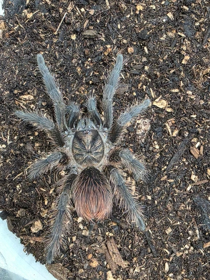 Phormictopus Auratus -- Cuban Bronze Tarantula 1.5''+ by Li's Reptile House