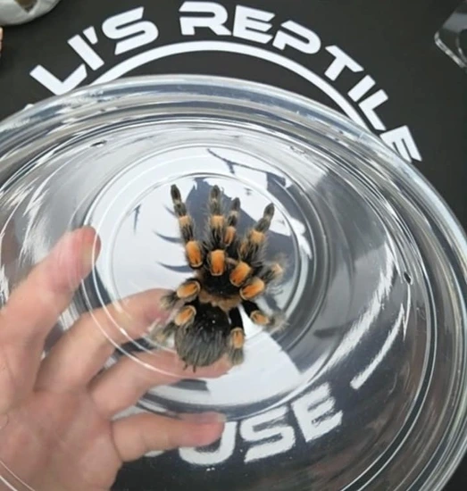 Sub Adult Female Mexican Red Knee (Brachypelma Hamorii ) 3.5-4.5in ...