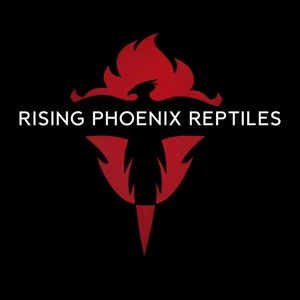 Rising Phoenix Reptiles - MorphMarket