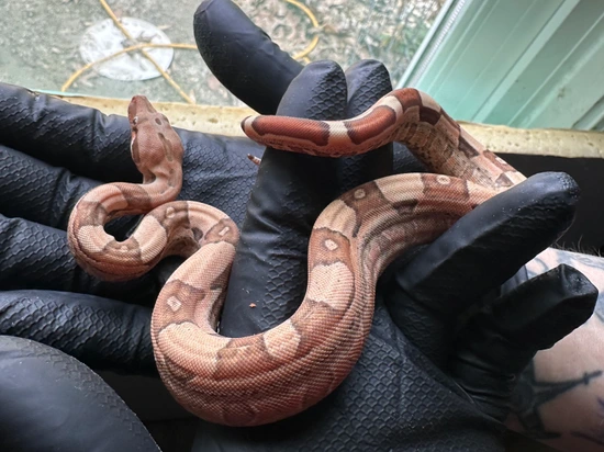 PP VPI Aztec Jungle 100% Het Carbon Boa Constrictor by Rising Sun Boas