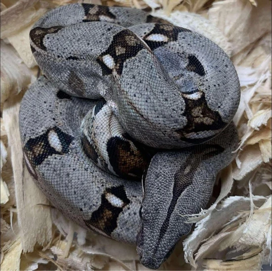 PP Line Pastel 100% DH Carbon/VPI Boa Constrictor by Rising Sun Boas