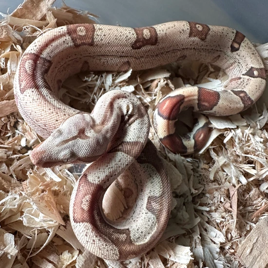 PP VPI Jungle Het Carbon Boa Constrictor by Rising Sun Boas