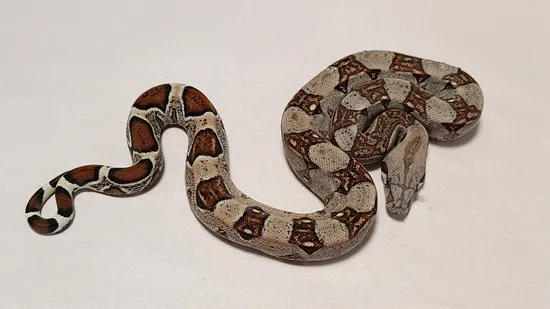 Pos Jungle DH VPI T+/ RDR BEA (Spector) Boa Constrictor by Concealed ...