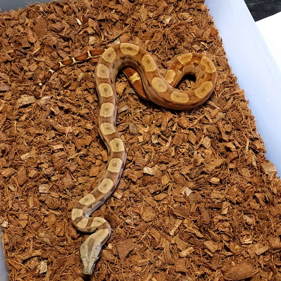 Hypo Motley Key West Het Blood 50% Het Albino Boa Constrictor by Mel ...