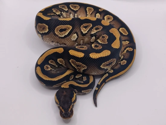Blackhead Yellowbelly Russo Dh DG Clown Ball Python by R-JEN Reptiles
