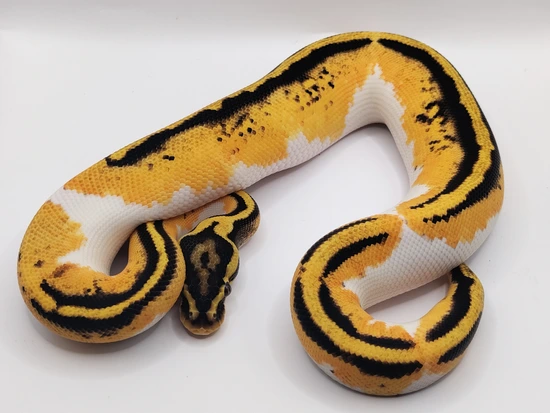 Pastel Yellowbelly Stranger Pied Dh DG Clown Ball Python by R-JEN Reptiles
