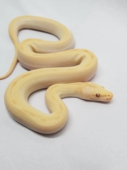 Pearl Green Het Granite Burmese Python by RKexotics Reptiles