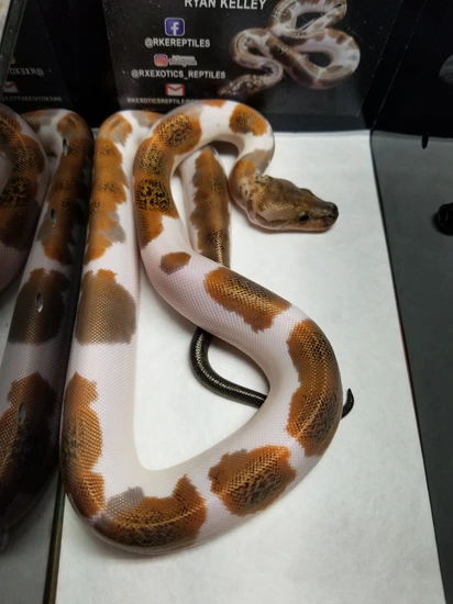 Granite Pied 66% Het Albino Burmese Python by RKexotics Reptiles