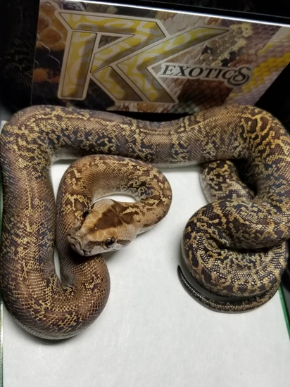 Low Reserve! Granite 66% Het Pied 50% Het Albino Burmese Python by ...
