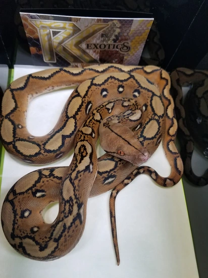 Super Sunfire Het Purple 66% Het OGS Reticulated Python by RKexotics ...