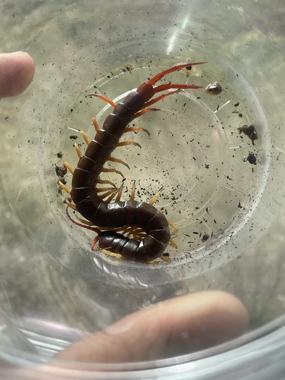 Scolopendra Dehaani Female Centipede by Pedipalps All Over