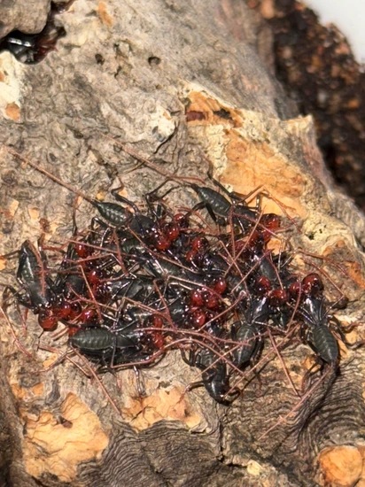 Thai Red Leg Vinegaroons More Invertebrate by Pedipalps All Over