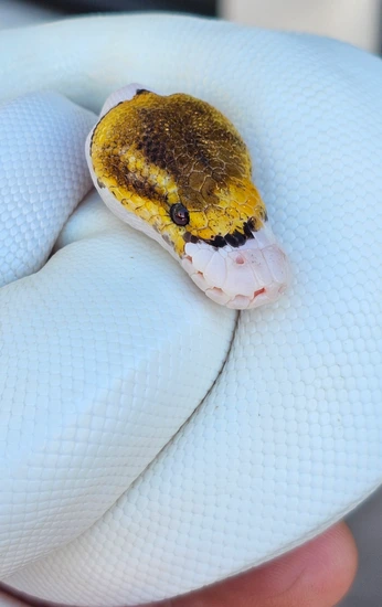 Pinto Pied Ball Python by Graceful Exotics LLC