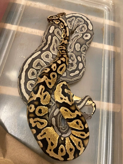 Pastel Th Clown Hypo Monsoon Ball Python by SnakeMorphs.com