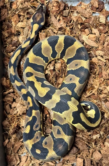 365g Leopard DH DG Pied Ball Python by LYON Exotics LLC