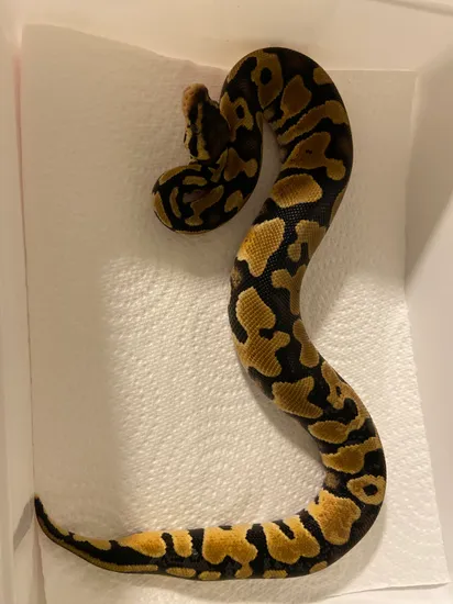 Trick Ball Python by Rob McKevitt Reptiles