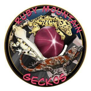 Ruby Mountain Geckos - MorphMarket