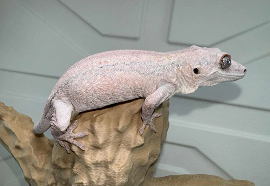 2024 Pastel Pink Female Gargoyle Gargoyle Gecko by Ruby Mountain Geckos