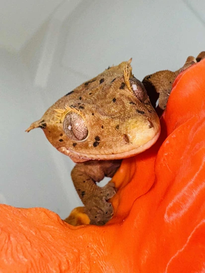 2024 Female Confetti InkSpot Dalmatian Crested Gecko by Ruby Mountain Geckos