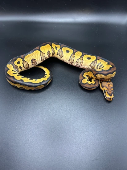 OD YB Clown Ball Python by Nash’s Exotics