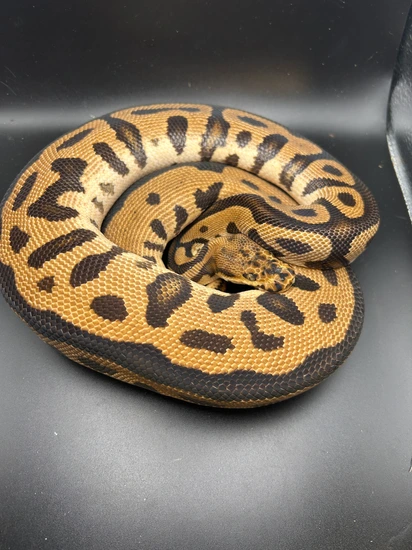 Batman Clown Ball Python by Nash’s Exotics