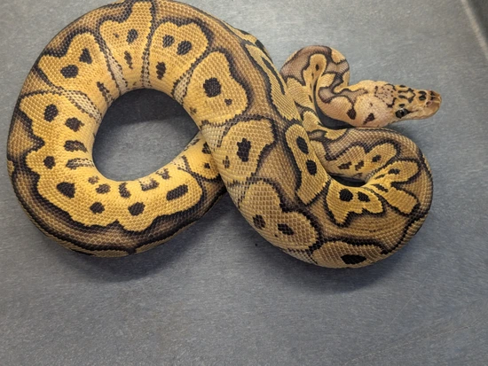 Pastel Clown Ball Python by AFS Reptiles