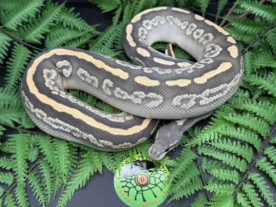 RTB Hypo Black Magic (Black Pastel Mojave) Ball Python by Rim Country ...
