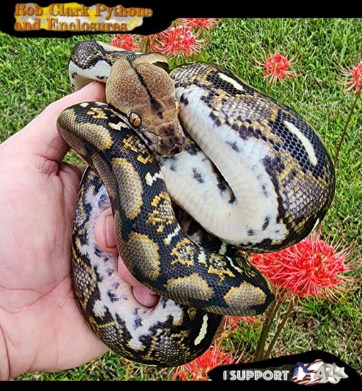 '22 Male Tiger Poss Het Albino Reticulated Python by Rob Clark Pythons