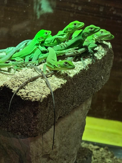 Pied Pectinata Spinytail Iguanas Other Iguana by Rdgreptiles