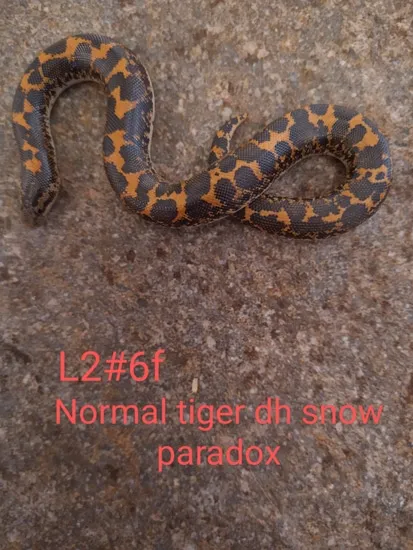 Normal Dh Snow Paradox Kenyan Sand Boa by SoCal Kenyans