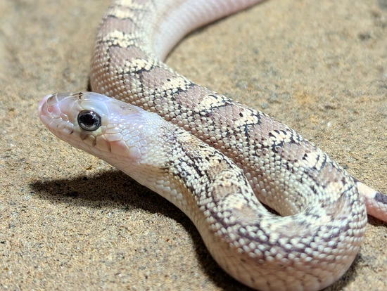(Ivory) Hypo (T) White-sided (T) Het Patternless 66% Het Axanthic ...