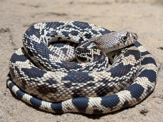 Northern Pine Snake by Robert W Cannon