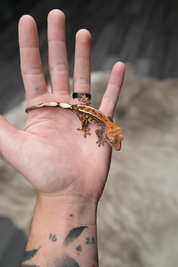 Soft Scale Cap Crested Gecko by Robby's Reptiles