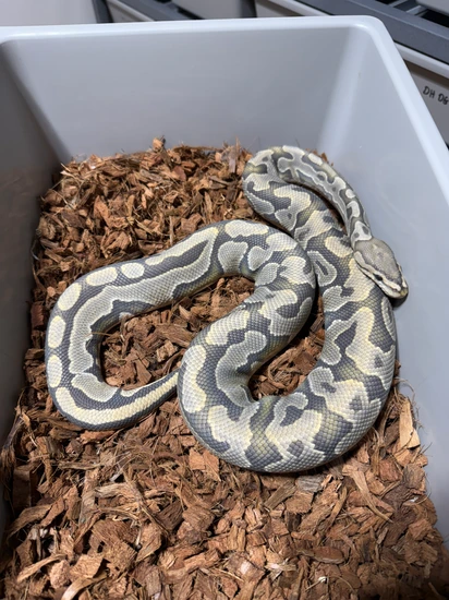 Hypo Puzzle Ball Python by CREATOR