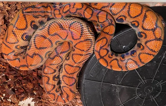 Proven Red Female Brazilian Rainbow Boa by Robert Seib Brazilian ...
