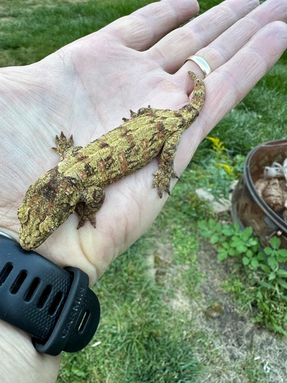 Huge, Colorful GT Leachianus Gecko by Haneisen Premium Reptiles