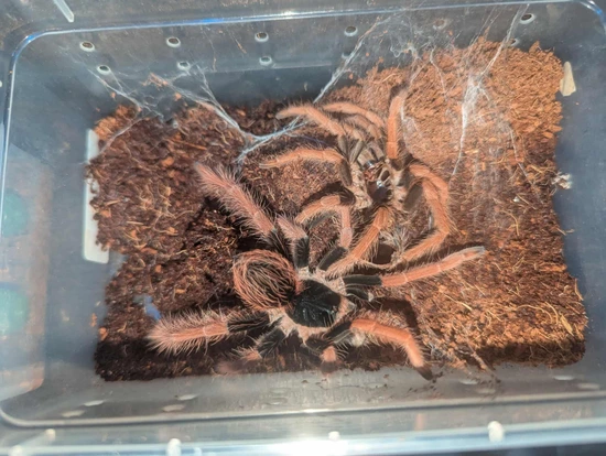 Megaphobema Robustum (Colombian Red Leg) Tarantula by Robin Exotics