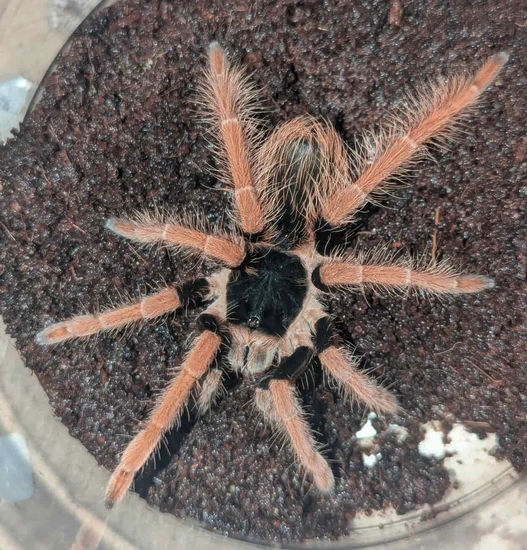 Megaphobema Robustum (Colombian Red Leg) Tarantula by Robin Exotics