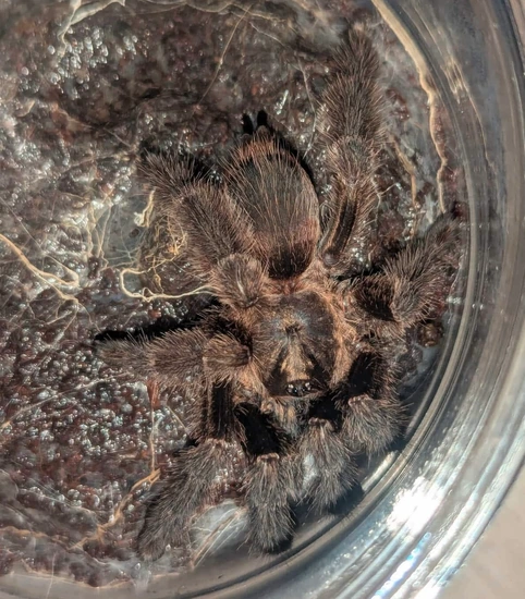 Psalmopoeus Reduncus(Costa Rican Orange Mouth) Tarantula by Robin Exotics