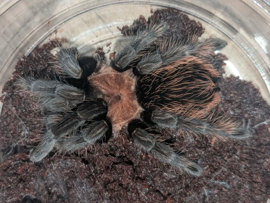 Tliltocatl Verdezi (Mexican Rose Grey) Tarantula by Robin Exotics