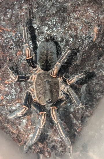 Cyriopagopus Albostriatus 'Nahkon Ratchasima' (Thai Zebra) Tarantula by ...