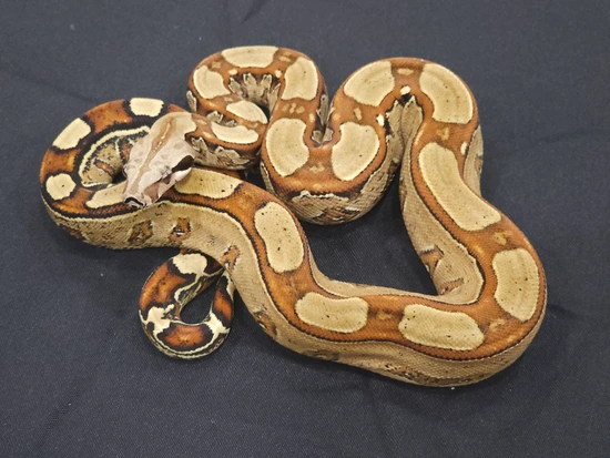 Keltic Jungle Het Sharp Boa Constrictor by Robinette Reptiles
