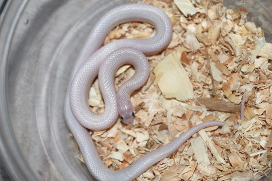 Diffused Ghost Whiteside Female Florida Kingsnake by RLC Experiences