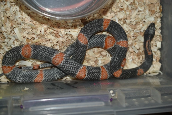 Proven Breeder Het Leucistic Gray-Banded Kingsnake by RLC Experiences
