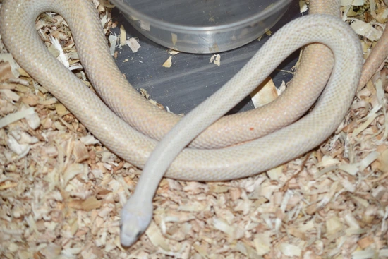Leucistic Gray-Banded Kingsnake by RLC Experiences