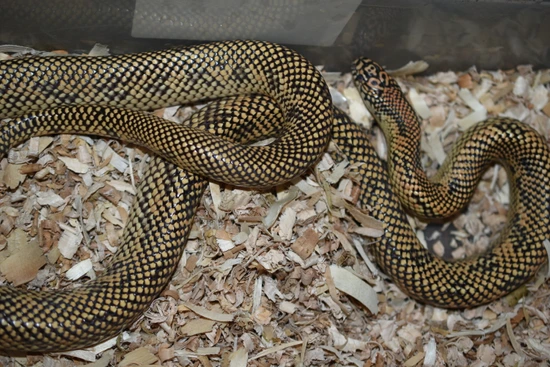 Proven Red Mosaic Het Hypo Male Florida Kingsnake by RLC Experiences