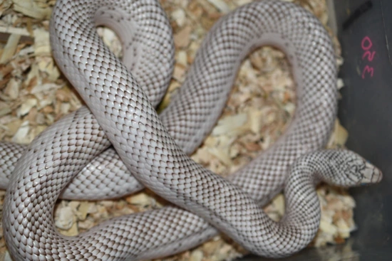 Whiteside Pos Het Mosaic Male Florida Kingsnake by RLC Experiences