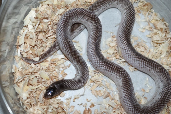 Whiteside Mexican Black Kingsnake Pair 2024 by RLC Experiences